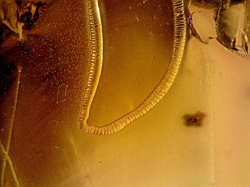 Cretaceous Burmite Ambre Fossil Très Rare Nematode Vers Inclusion YV11 ...