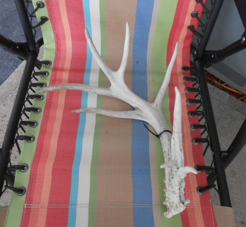 Double Main Beam 76 7/8 B&C WHITETAIL DEER ANTLER SHED antlers mule elk ...