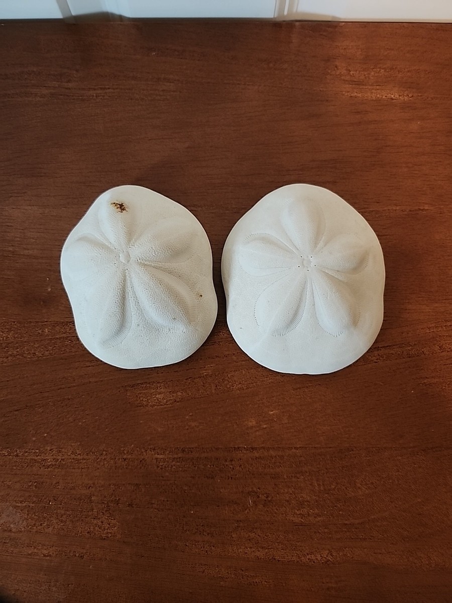 Seabiscuit Shell Sea Biscuit From The Caribbean Part Of The