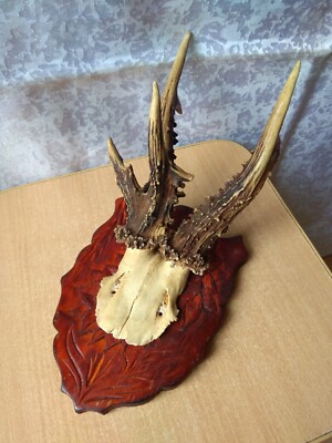 RARE Vintage old Natural Rog Roe Deer Horns Antlers Hand Carved Wooden ...