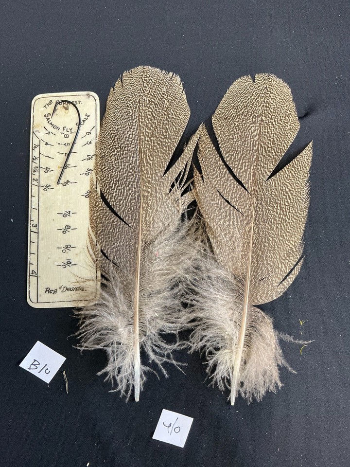 Kori Bustard feather pairs as shown in photos B1-B13 | eBay
