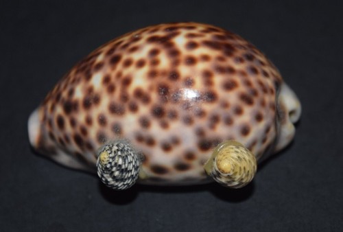 VINTAGE, BROWN, COWRIE COWRY FLORIDA SHELL #1, "PERSON," (3.00" Long ...