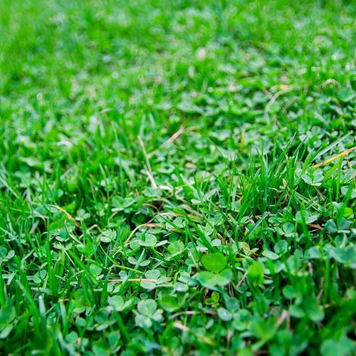 Ivisons Eco Seeds with (5%) Pipolina Small Leaf Micro Clover Lush Green ...