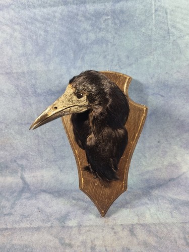Taxidermy crow Head Mount | eBay