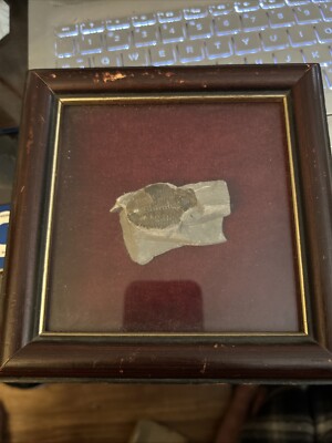 Cryptolithus tesselatus/bellulus, upper ordovician trilobite fossil ...