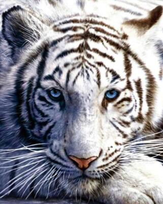 White Tiger - Mini Poster 40cm x 50cm new and sealed | eBay