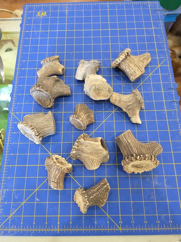 D50 Lot Of 12 Elk Whitetail Deer Antler Sheds Burr Rosette | eBay