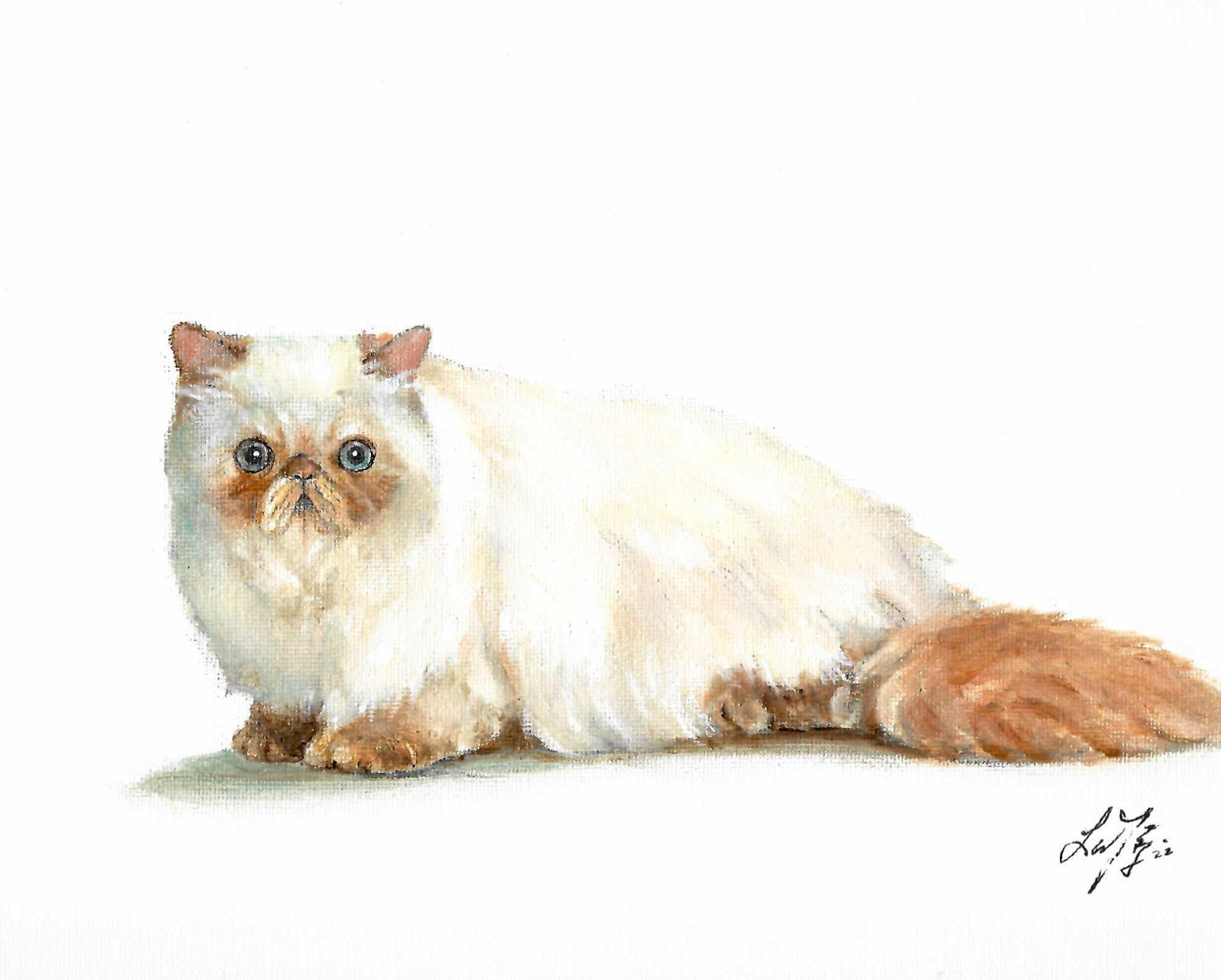 Red Himalayan Cat