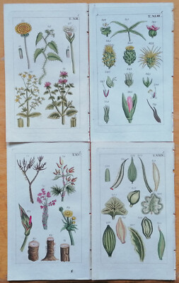 4 Botanical Prints (j) - Original Engravings Wilhelm Botany - 1800 | eBay