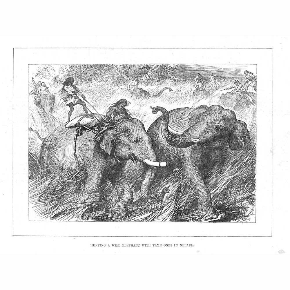 INDIA Hunting Wild Elephant with Tame Ones in Nepal - Antique Print ...