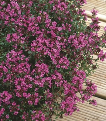 Thyme Creeping Red 'Coccineus' Perennial Garden Herb Plug Plants Pack ...