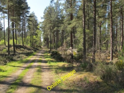 Photo 6x4 Path in Culbin Forest Cloddymoss 2 c2012 | eBay UK