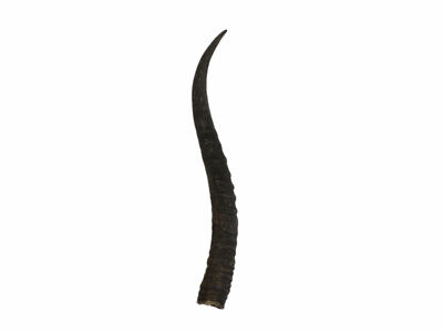 Real Springbok Horn: Medium 6-9" (1025-ME) K23 | eBay