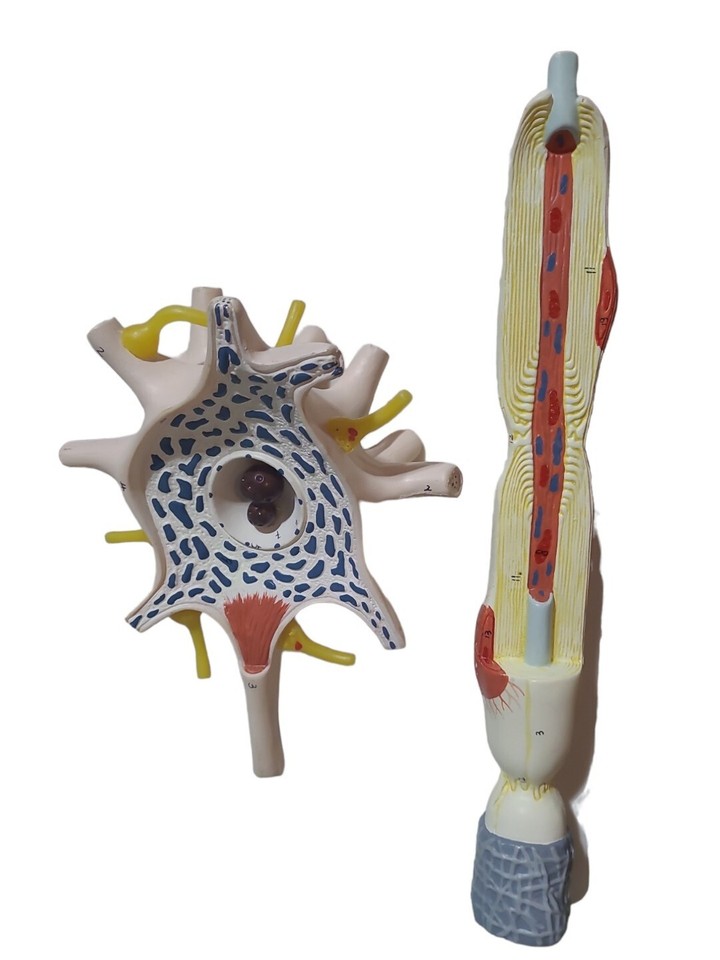 16 Medical Science Neuron Model, Study Teaching Model | eBay