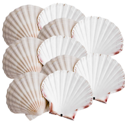 Large UK Scallop Shells 10-11cm or 12-13cm Hors d’Oeuvres, Crafts, Art ...