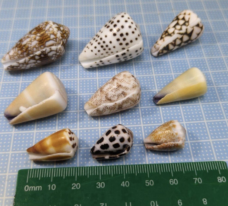 Cone Shell from japan Okinawa shell | eBay