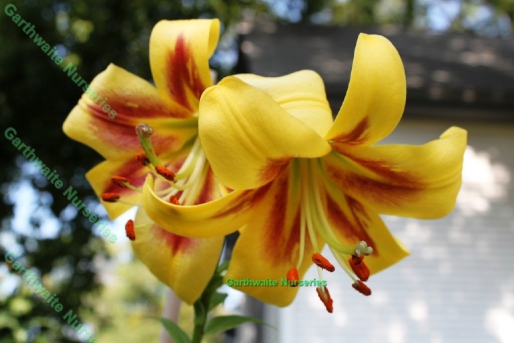 6 ROBERT SWANSON ORIENTAL TRUMPET GIANT TREE LILY BULBS PERENNIAL | eBay