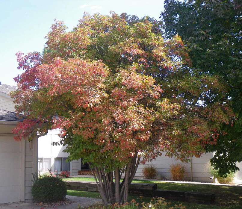 Nannyberry, Viburnum lentago, Seeds (Showy, Fall Color, Hardy, Edible ...
