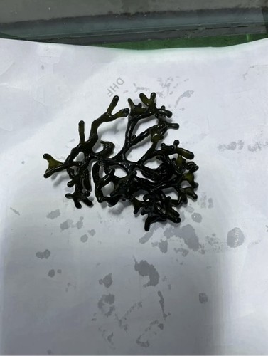 Codium macro algae marine seahorse refugium | eBay UK