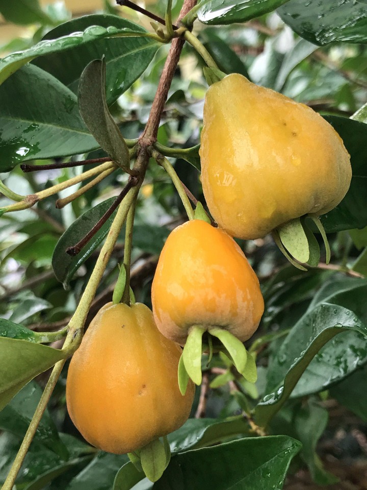 Eugenia Luschnathiana PITOMBA Potted PLANT Fruit Starter Pot Tree 4-6 ...