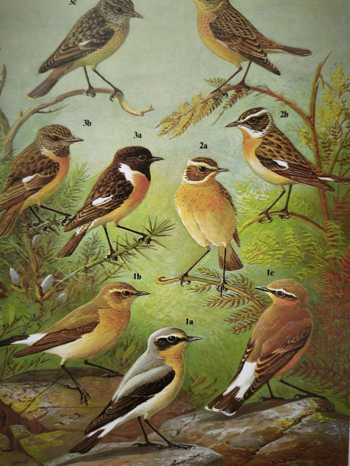 Set 4 Vintage British Wild Birds Book Print Bird Pictures Blue Willow ...