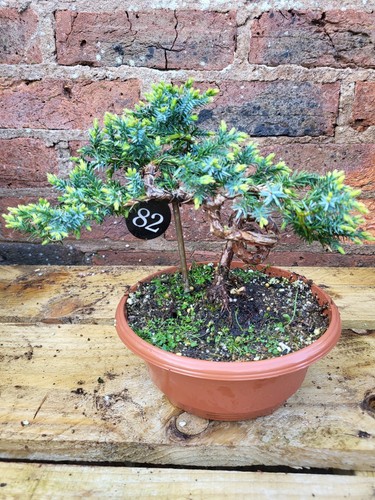 (82B) Juniper Bonsai Tree Training Project Twisted Trunk.for You To ...