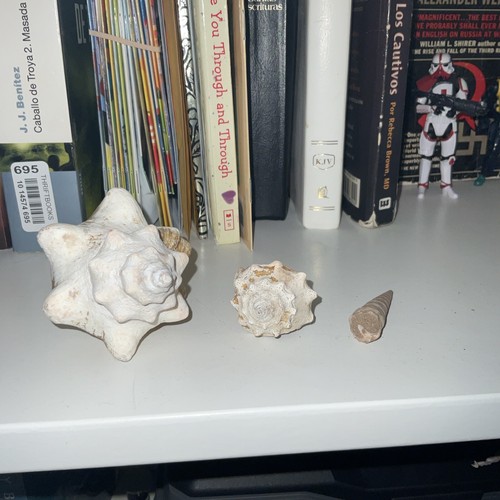 Shell Cone, Conch Coral Sea Snail Decor Outdoor Indoor Fish Tank Adorn ...