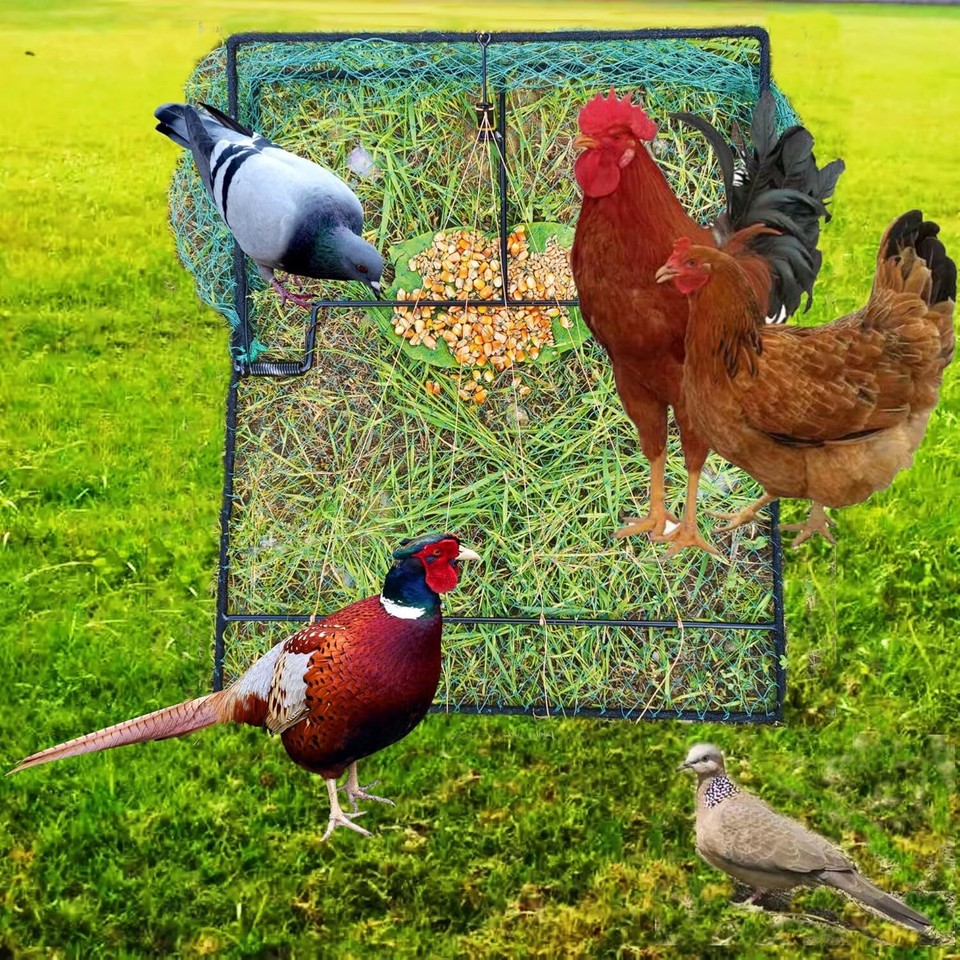 New-Bird Trap Pigeon Quail Cage Live Animal Control Spring Starling ...