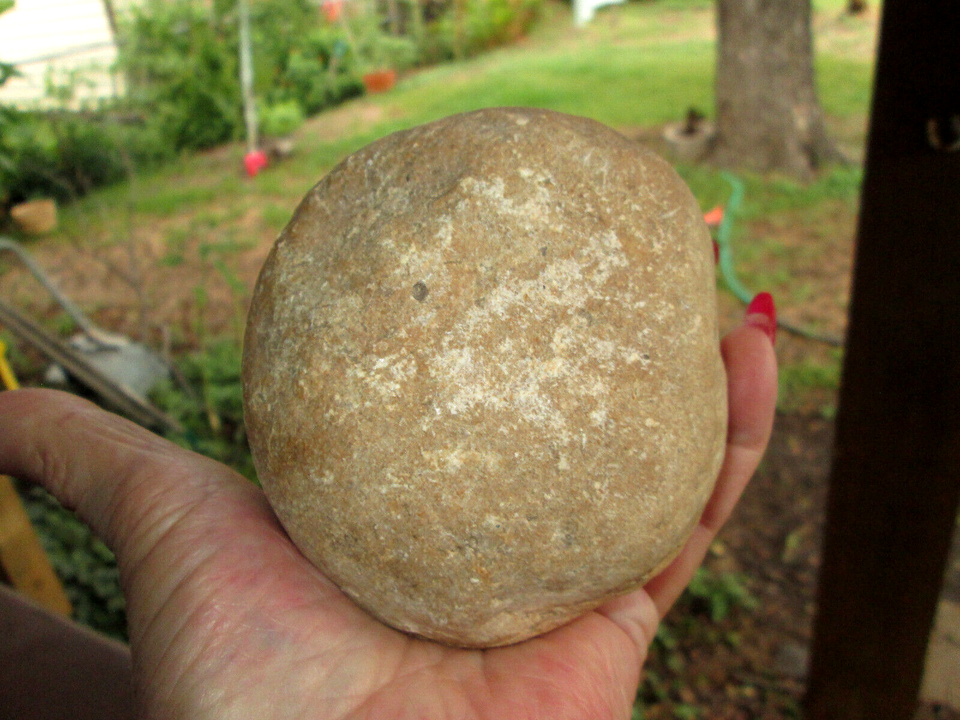 LAKE WACO 1980 Texas Fossil Echinoid Holaster Simplex Cretaceous Age 2 ...
