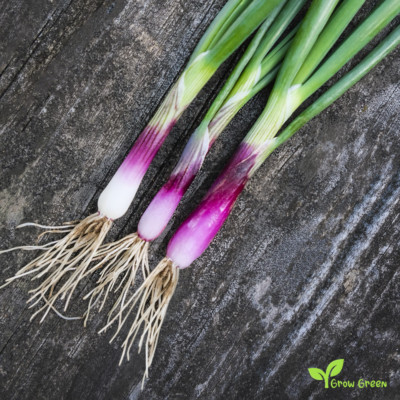 20 seeds of Red Welsh Onion - ALLIUM FISTULOSUM + 5 seeds of Sunflower ...