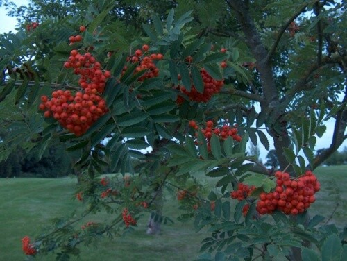Rowan Sorbus Acuparia Native hedge plants hedging bare root saplings ...