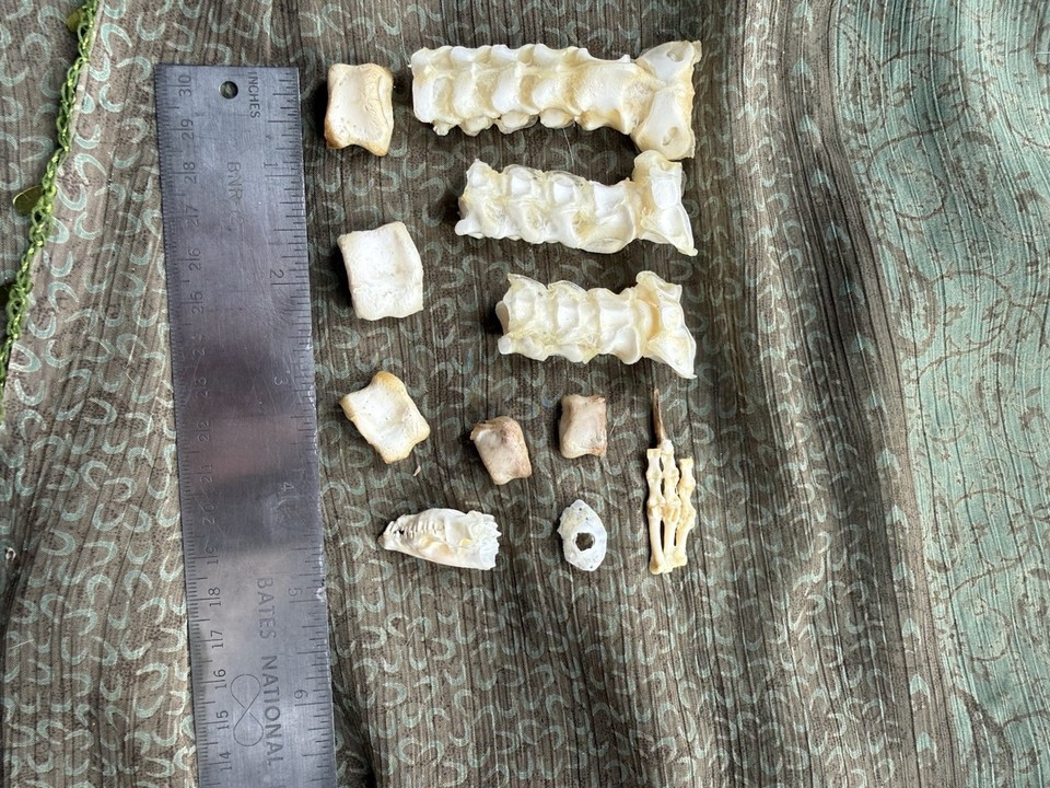 Tiny Lighweight Bone Lot Astragalus Vertebrae Mole Skull Skunk Toe ...