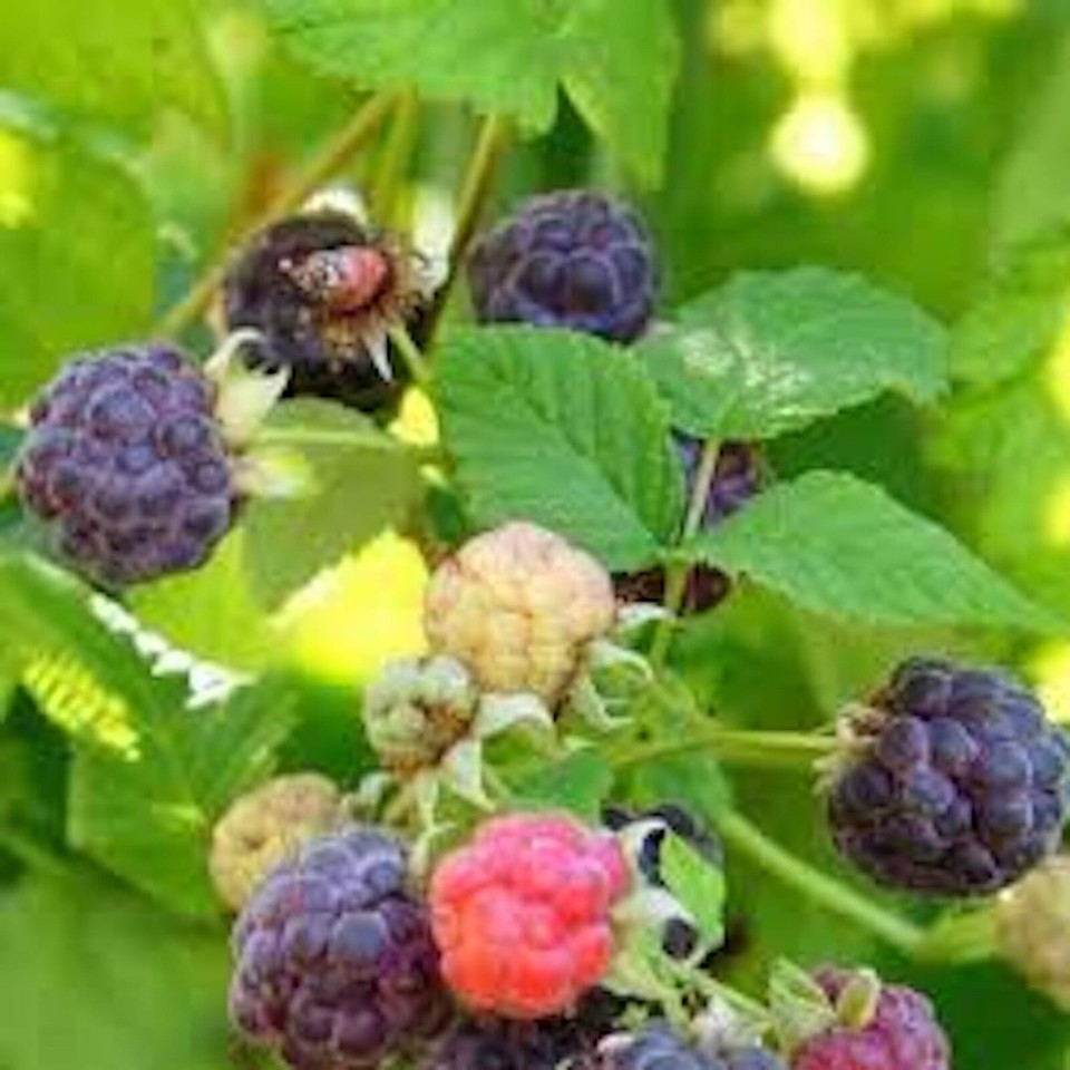 3 Glencoe Raspberry Plants Thornless Purple Raspberry Fruit Garden ...