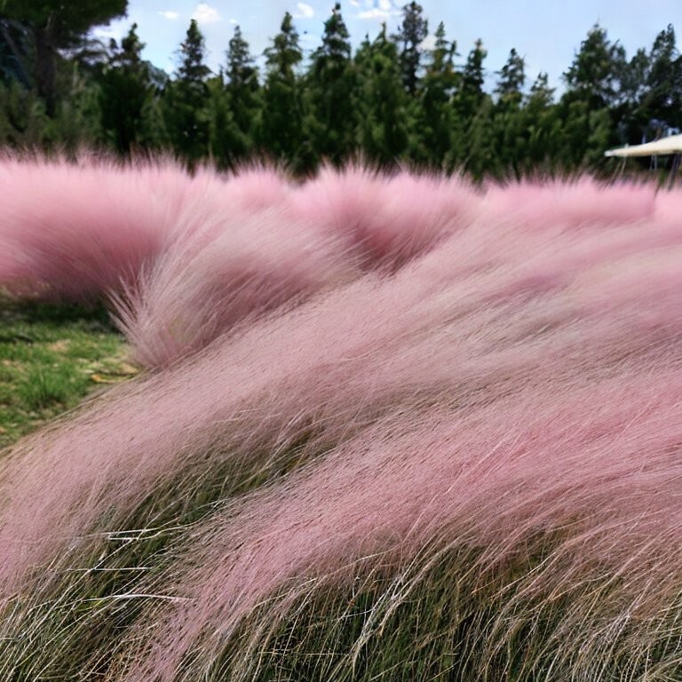 Cotton Candy Pompous Grass