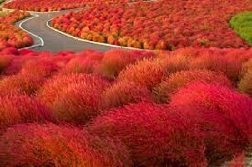 5000 Grass Burning Bush Seeds Kochia Scoparia Flame Red Flower Plant ...