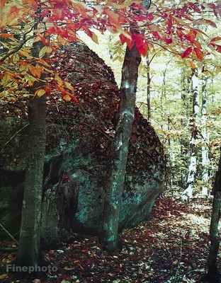 1950s Vintage ELIOT PORTER Forest Tree Fall Autumn Foliage Large Photo ...