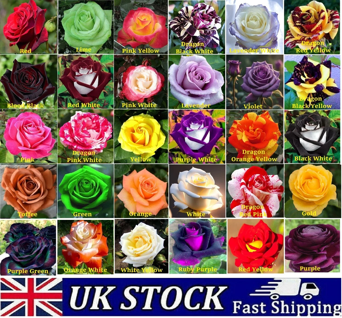 Rose Flowers All Colours Photos | Best Flower Site