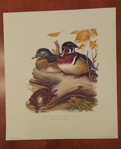Roger Tory Peterson Wood Duck Print 1973 | eBay UK