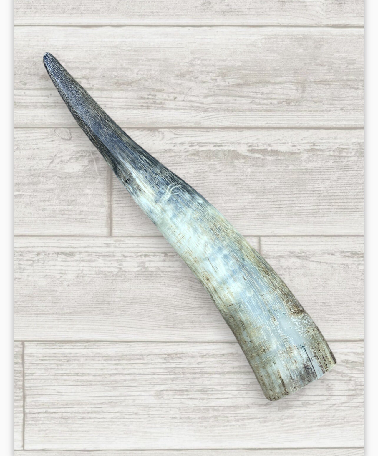 Polished cow horn 13.5” western decor steer bull Viking scrimshaw | eBay