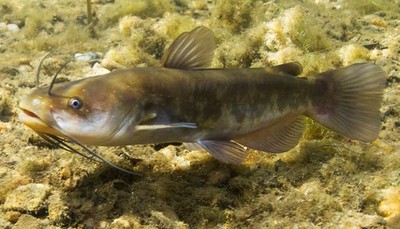 [10] LIVE BABY BROWN BULLHEAD CATFISH, 2 TO 3 INCH $120.00 SHIPPING ...