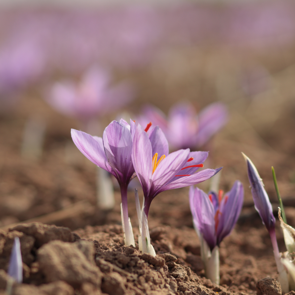 5 Gram Premium Spanish Saffron Threads Pure All Red Saffron Spice Grade ...