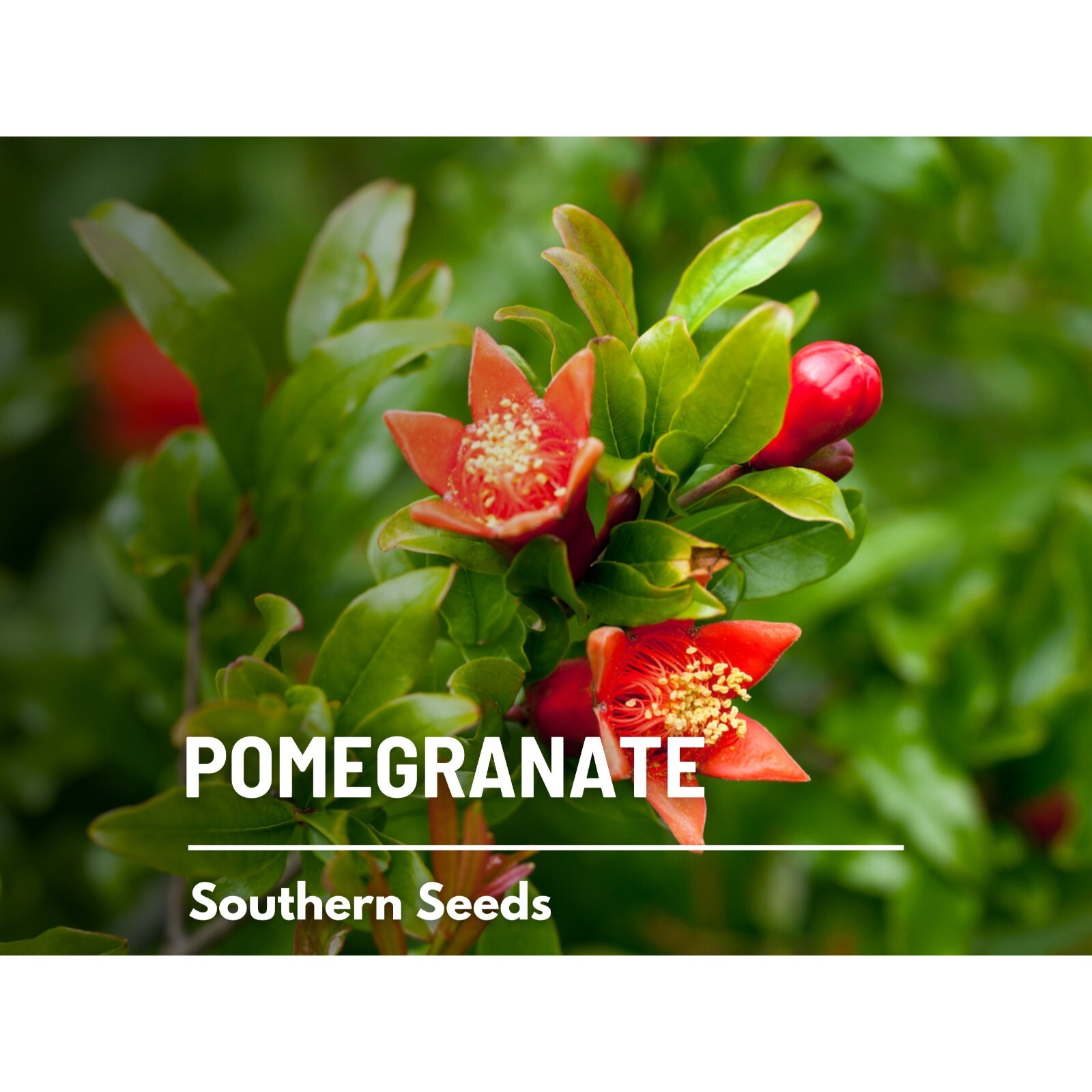 Pomegranate Seeds, Heirloom Fruit, Open-Pollinated Variety, USA Grown ...