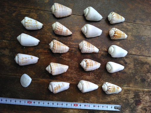 Cone shell from japan Surf-Tumble Shells of Okinawa medium | eBay