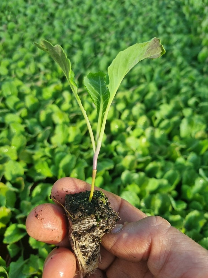 Savoy Cabbage Plug Plants "Grow Your Own" Vegetables 'Ready to Plant ...
