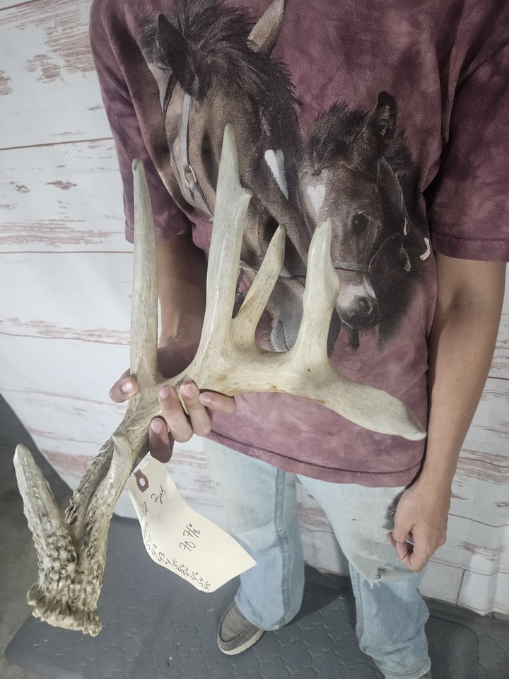 Wild Whitetail Deer Antler Shed Horn Rack Decor 7 Point 70" Man Cave ...