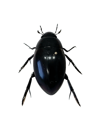 Giant Black Beetle Giant Black Stag Beetle — SHAYAN ASGHARNIA