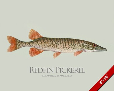 REDFIN PICKEREL PIKE FISH PAINTING AMERICAN FISHING ART REAL CANVAS ...