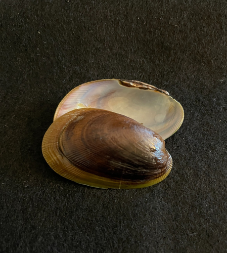 Musculus niger Gray 43 mm Gulf of Maine, USA | eBay