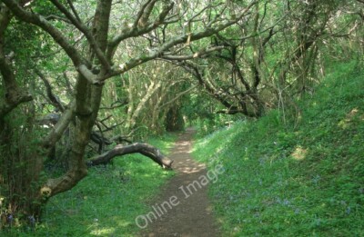 Photo 6x4 Woodland footpath by Wig Fach (spring view) Porthcawl A ...