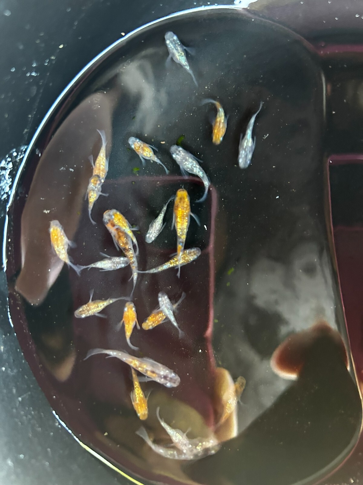 [LIVE FISH] 月華ダルマ Gekka Daruma Medaka Rice Fish 4+1 (DOA) Juvenile US ...